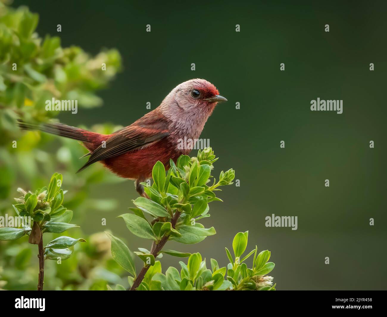 Pink-headed Warbler (Cardellina versicolor), Guatemala Stock Photo - Alamy