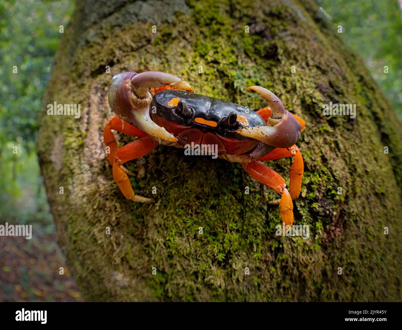 Red Land Crab (Gecarcinus quadratus), in defensive position, Darien ...