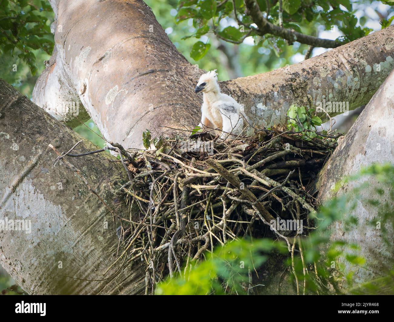 Harpy Eagle (Harpia harpyja), chick on nest, Panama Stock Photo - Alamy Harpy Eagle (Harpia harpyja), chick on nest, Panama Stock Photo - Alamy