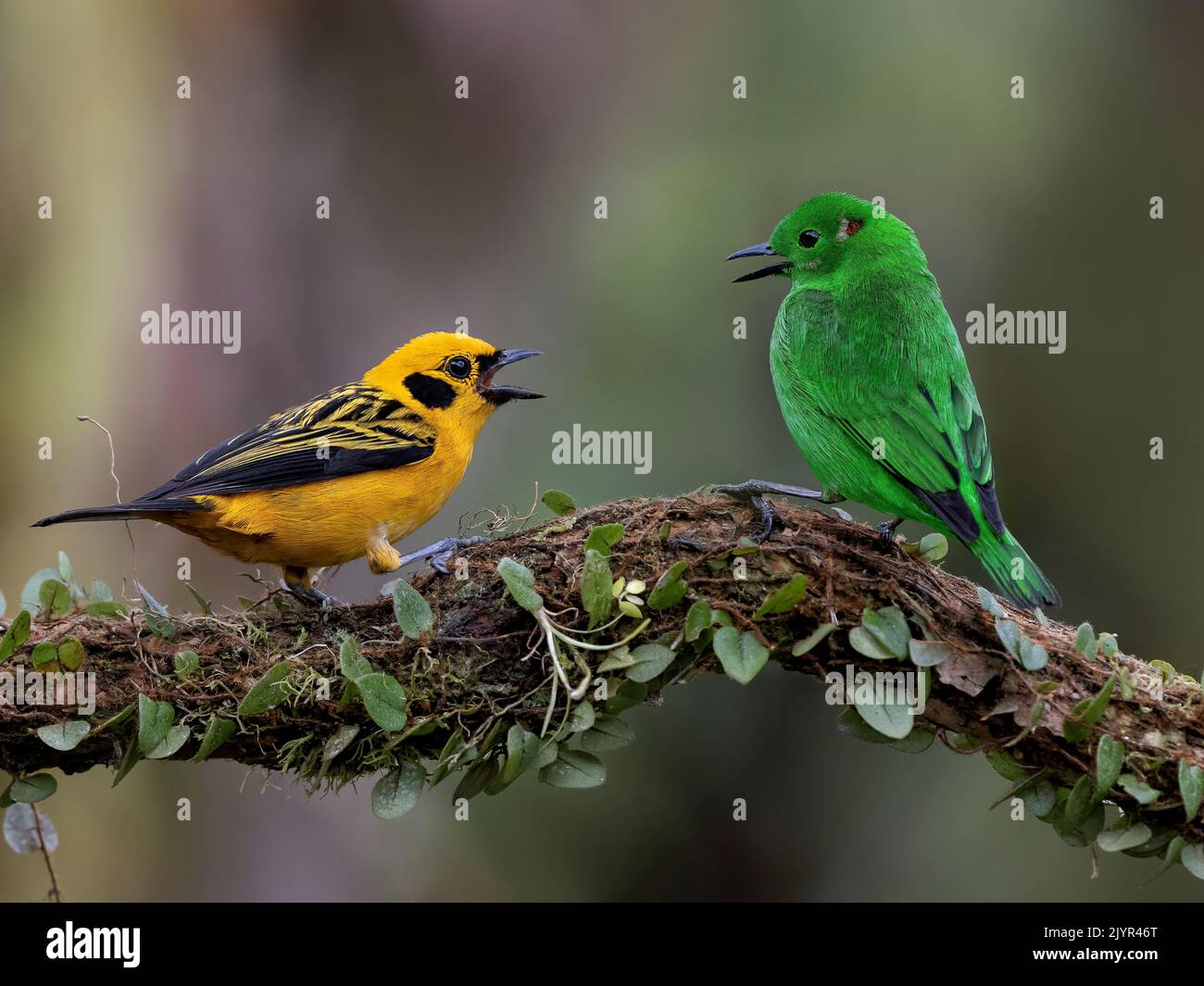Golden Tanager (Tangara arthus) confronting a Glistening-green Tanager ...