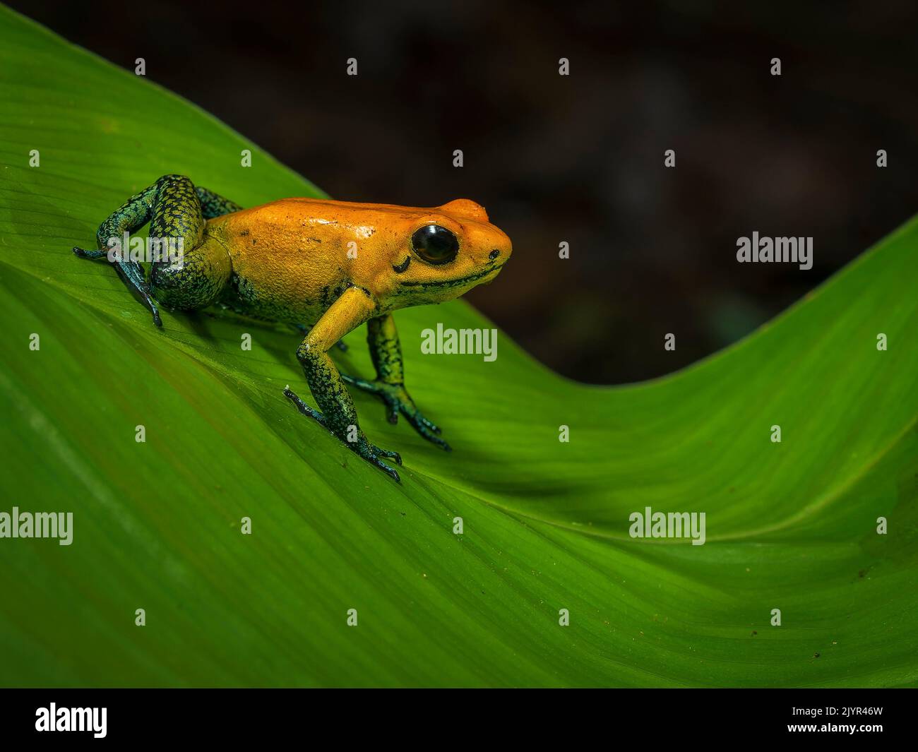 Bicolor Poison-dart Frog (Phyllobates bicolor), Colombia Stock Photo ...