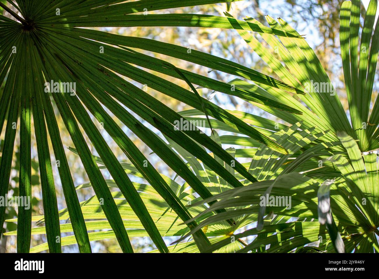 Chinese windmill palm (Trachycarpus fortunei), Gard, France Stock Photo ...