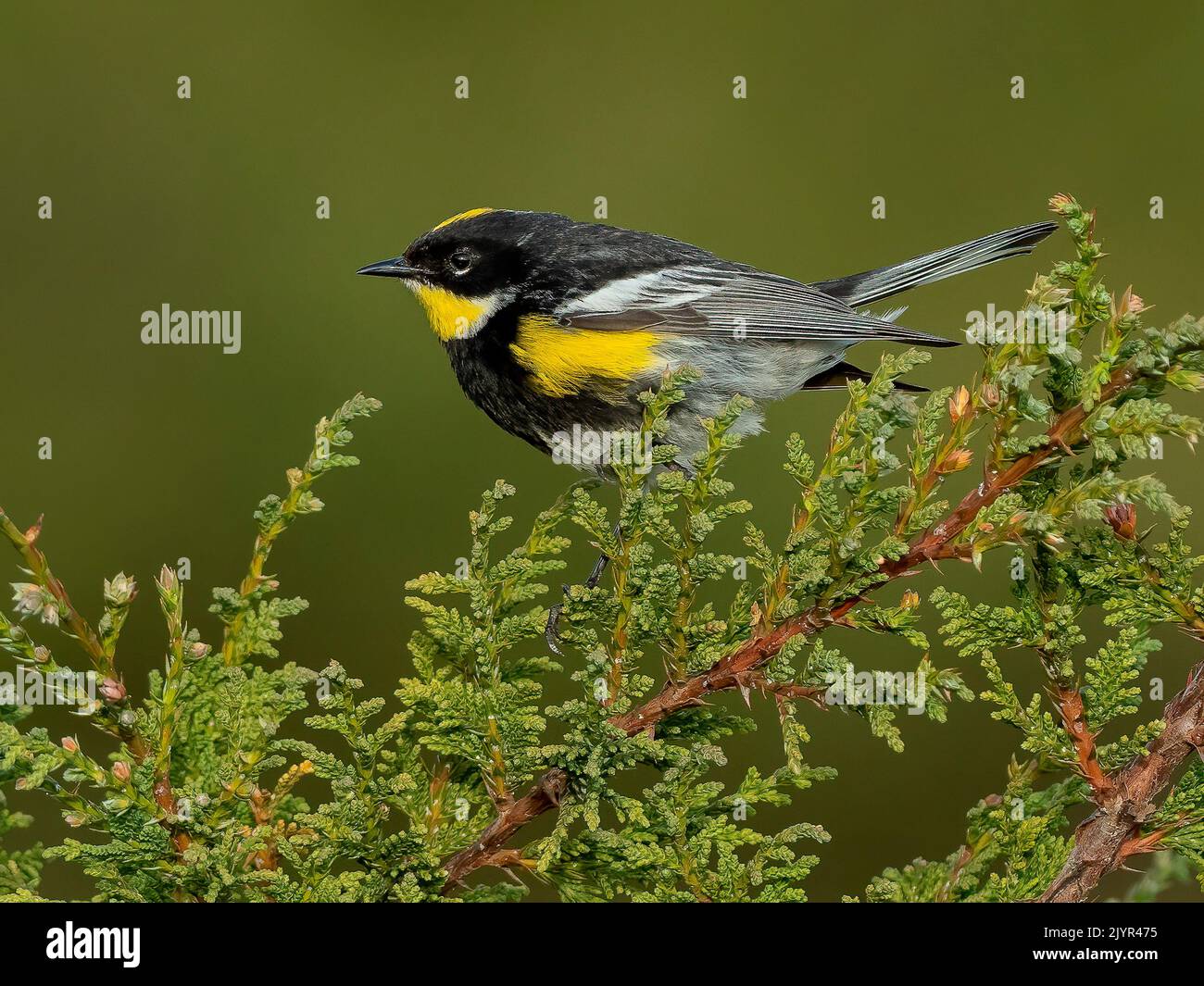 Goldman?s Warbler (Setophaga goldmani), Guatemala Stock Photo - Alamy