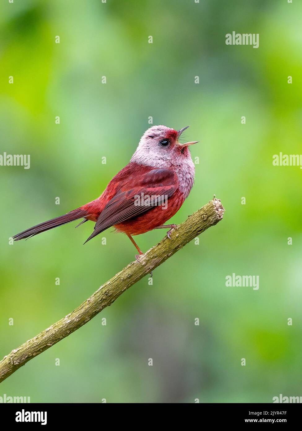 Pink-headed Warbler (Cardellina versicolor), Guatemala Stock Photo - Alamy