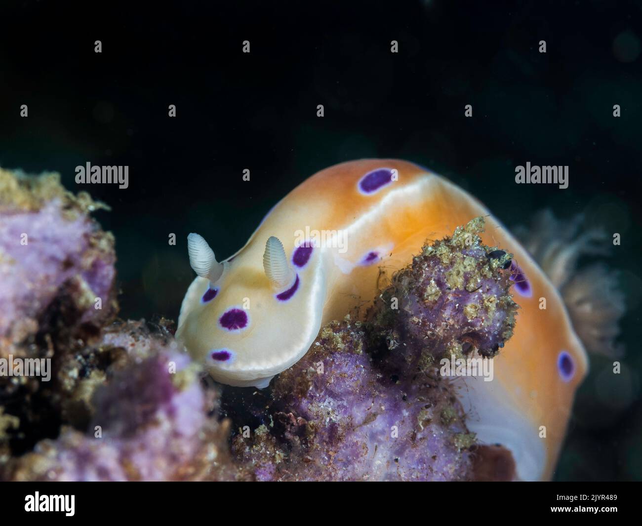 An Inkspot nudibranch sea slug (Ceratosoma ingozi) with a light yellow ...