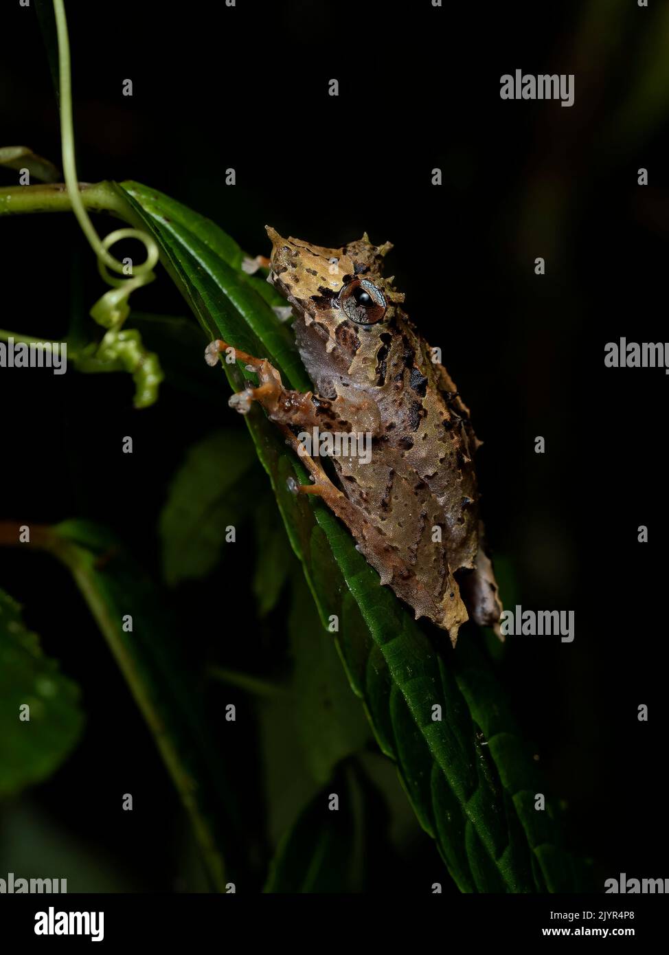 ?Pinocchio Frog? (Pristimantis appendiculatus), Mindo, Ecuador Stock ...