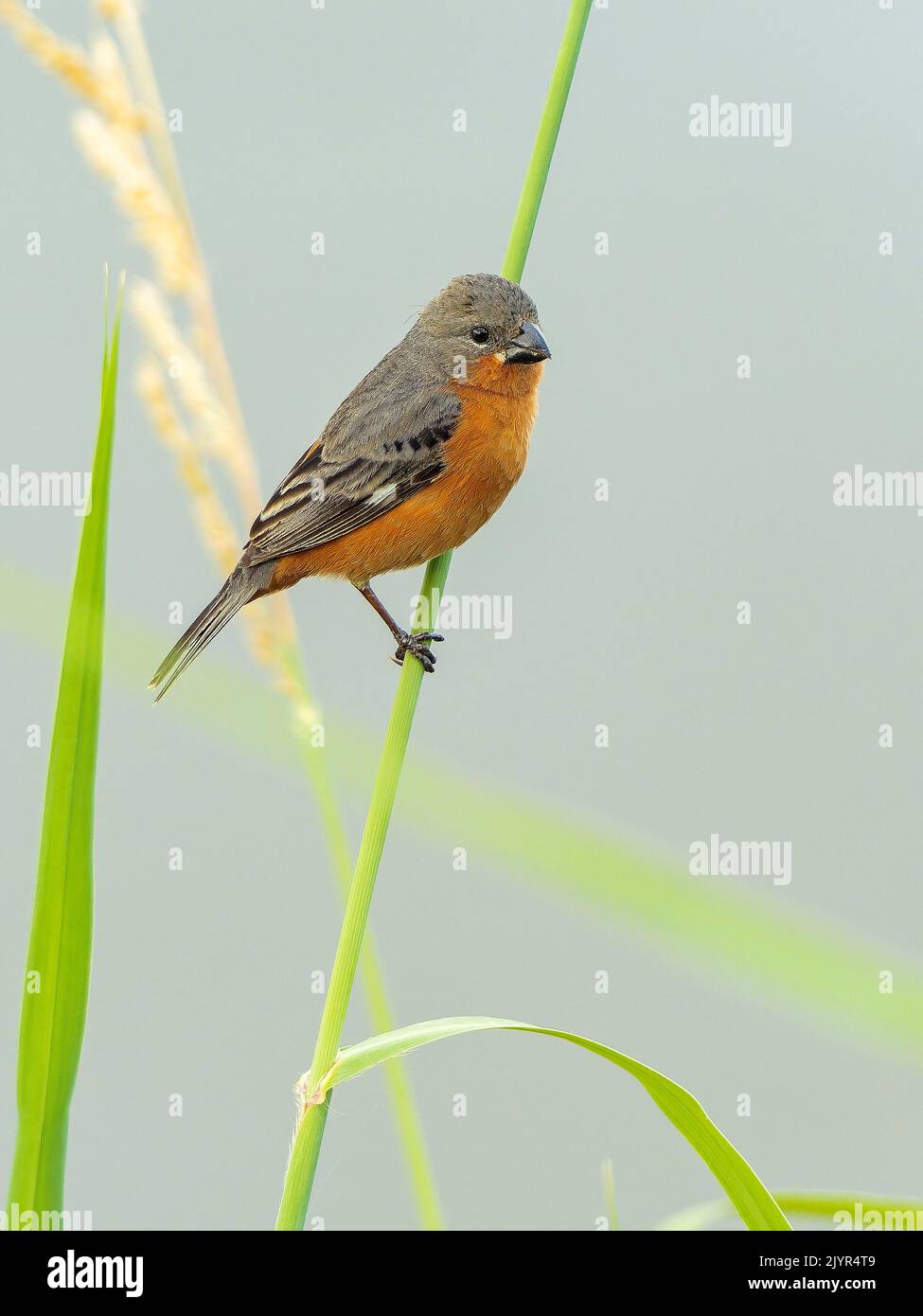 Ruddy-breasted Seedeater (Sporophila minuta), Panama Stock Photo - Alamy