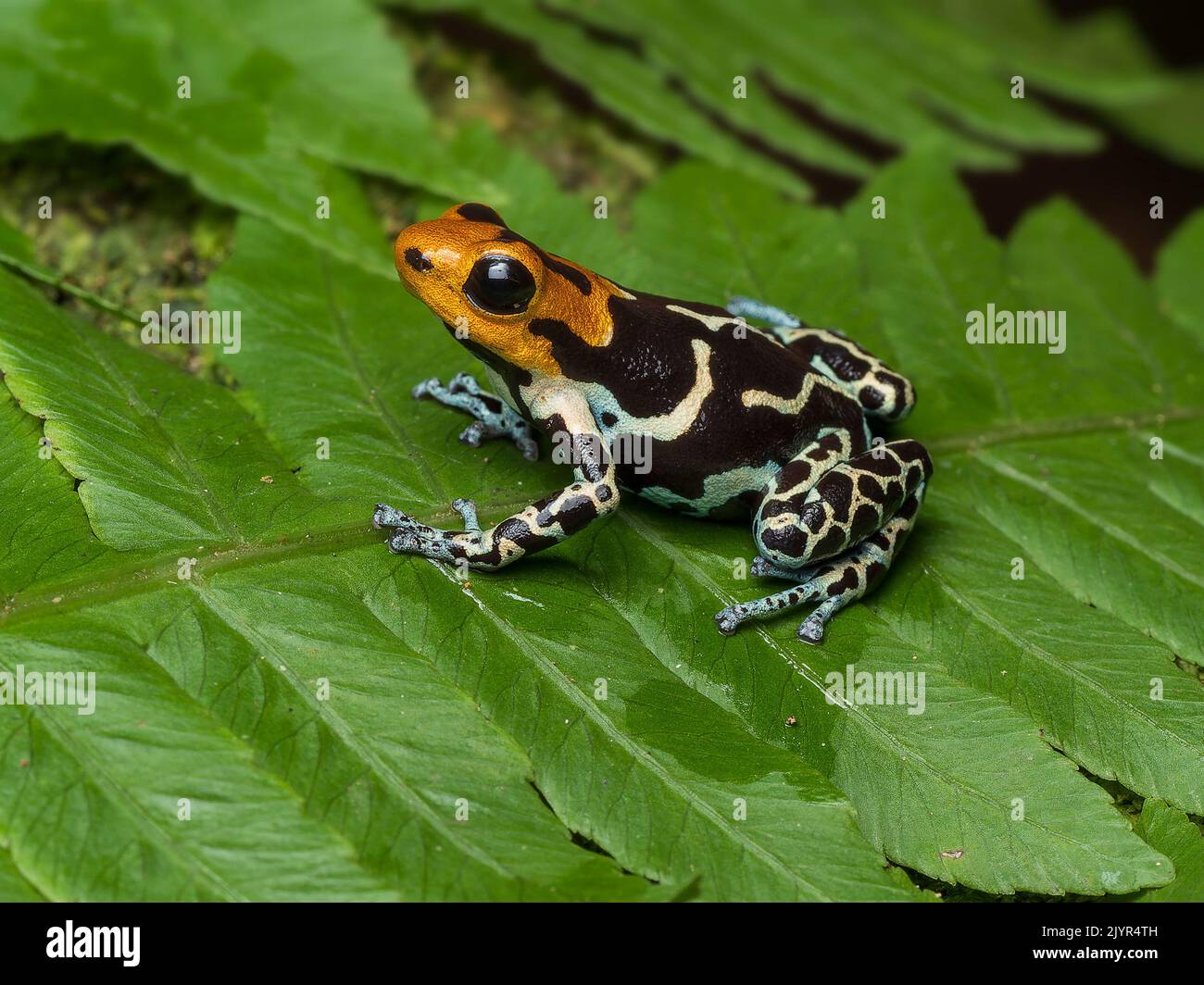 Poison frog (Ranitomeya fantastica), ?Copperhead? morph, Peru Stock ...