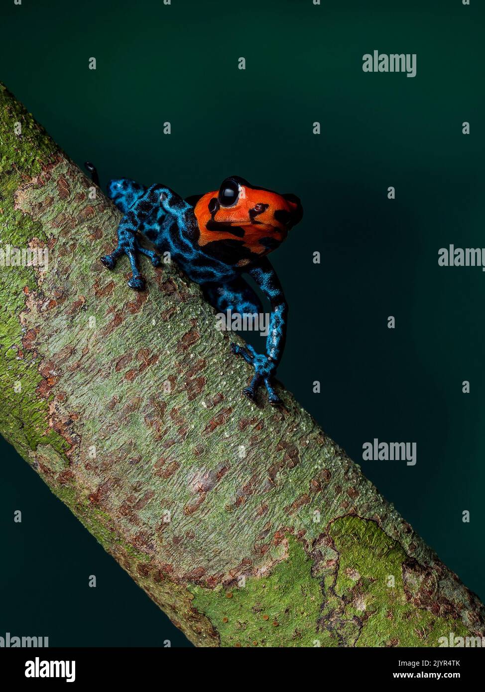 Poison frog (Ranitomeya benedicta), Peru Stock Photo - Alamy