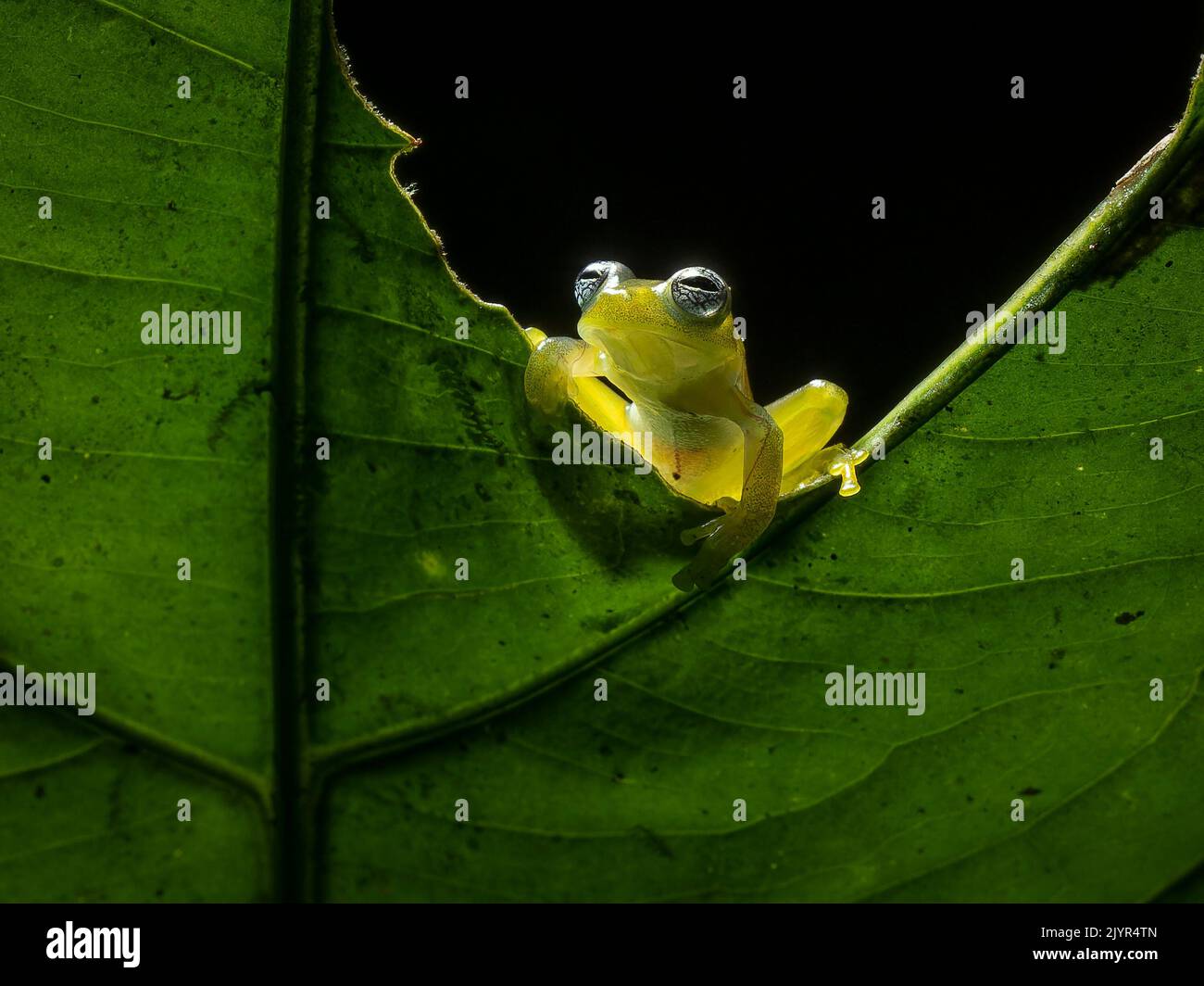 Glass frog (Sachatamia ilex), Colombia Stock Photo - Alamy