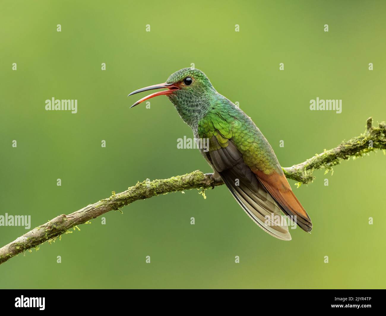 Rufous-tailed Hummingbird (Amazilia tzacatl), male, Panama Stock Photo ...