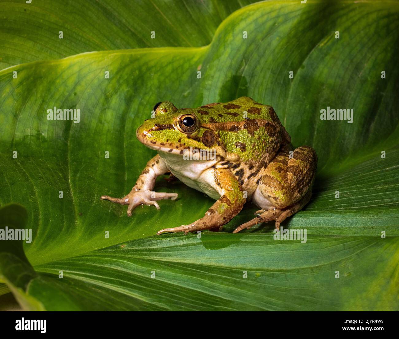 Iberian frogs hi-res stock photography and images - Alamy
