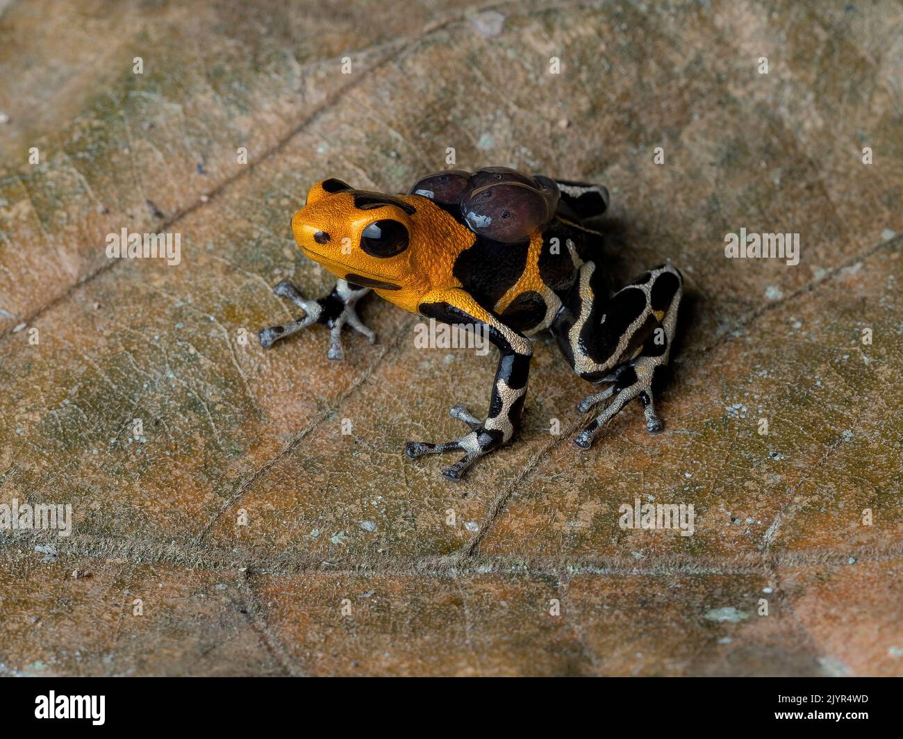 Poison frog (Ranitomeya imitator), ?intermedius? morph, male carrying ...