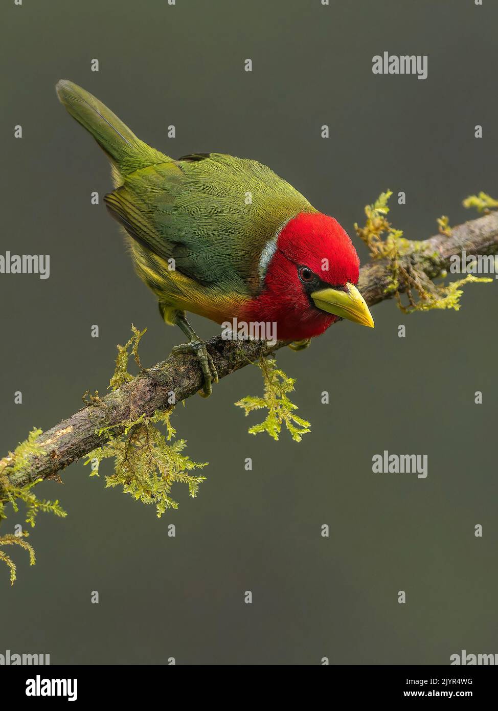 Red-headed Barbet (Eubucco bourcieri), male, Colombia Stock Photo - Alamy