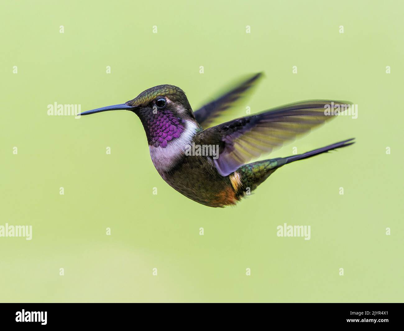 Purple-throated Woodstar (Calliphlox mitchelli), female in flight ...