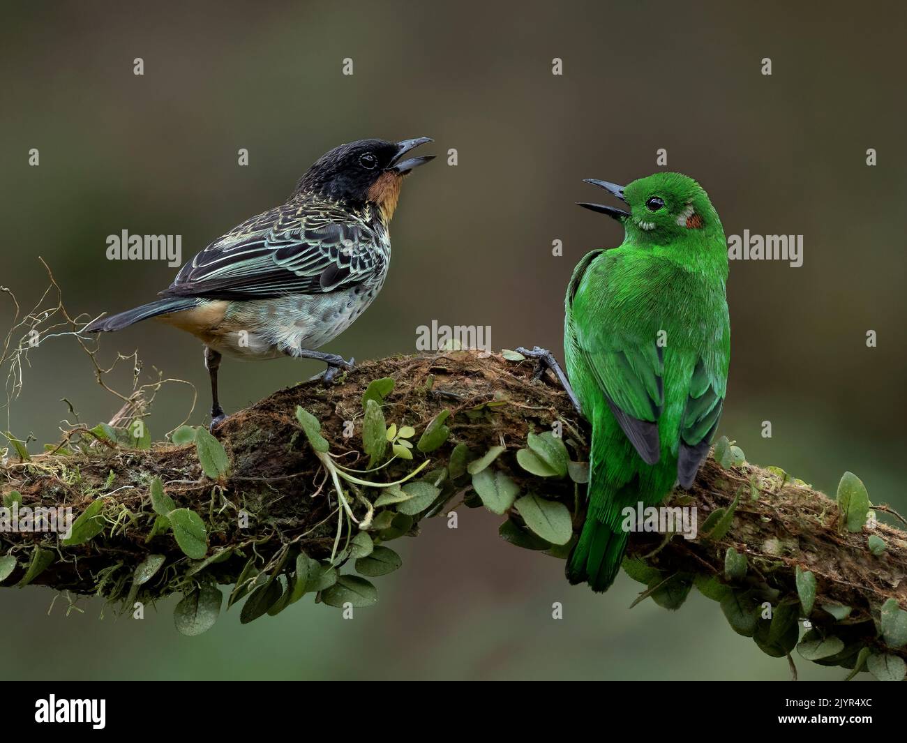 Rufous-throated Tanager (Tangara rufigula) confronting a Glistening ...