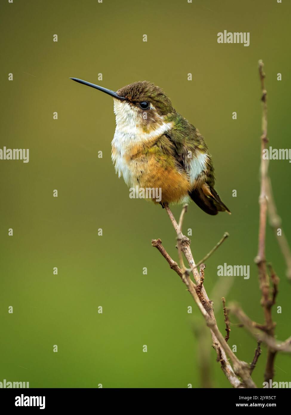 Scintillant Hummingbird (Selasphorus scintilla), immature, Chiriquí ...