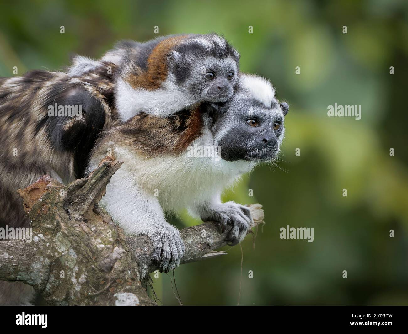 Geoffroy?s Tamarin (Saguinus geoffroyi), male carrying young, Soberania ...