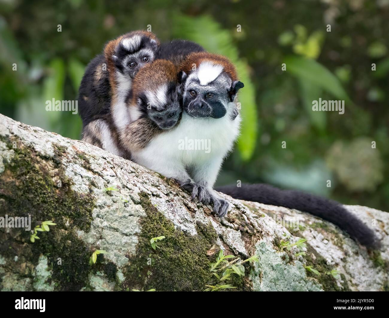 Geoffroy?s Tamarin (Saguinus geoffroyi), male carrying young, Soberania ...