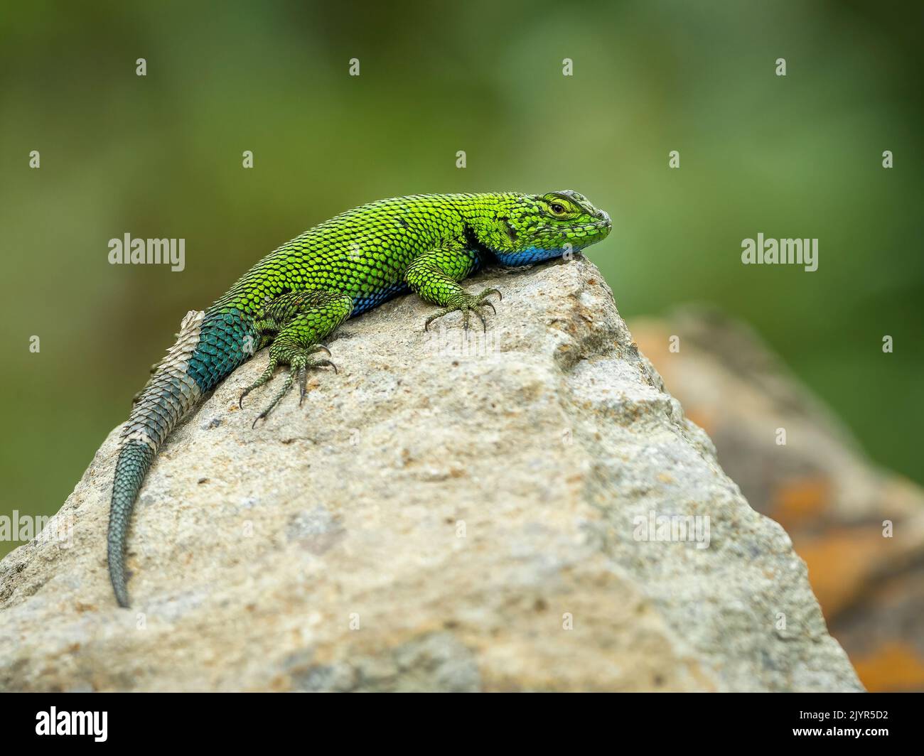 Sceloporus smaragdinus hi-res stock photography and images - Alamy