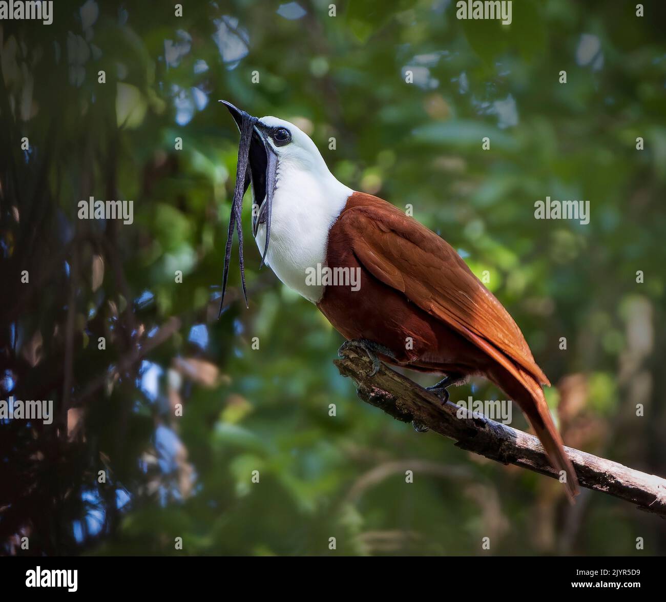Three-wattled Bellbird (Procnias tricarunculatus), male calling ...