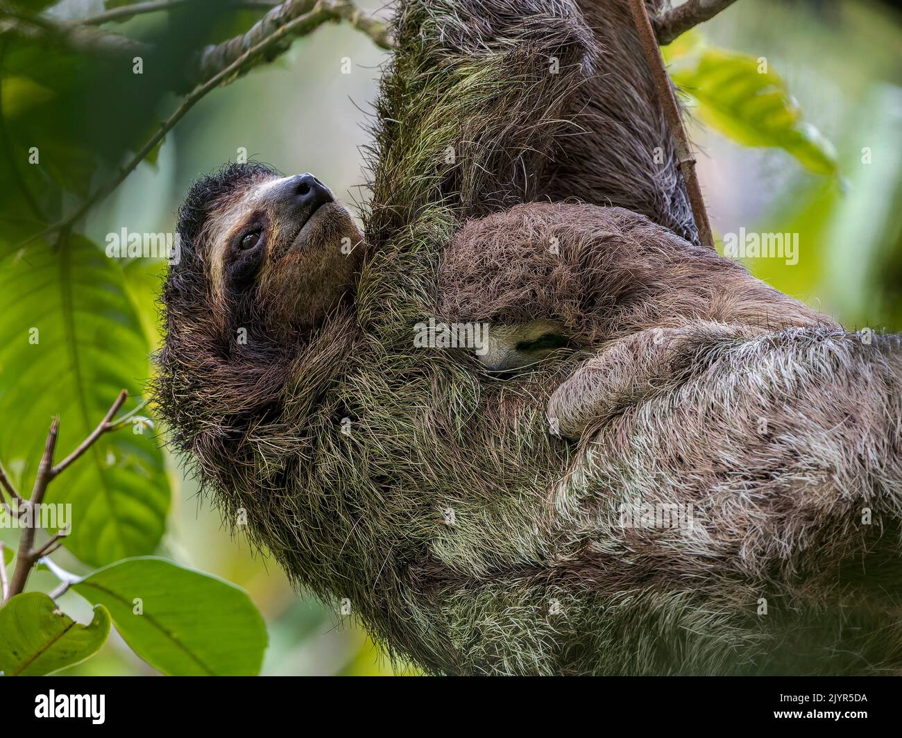 Brown-throated Three-toed Sloth (Bradypus variegatus), Panama Stock ...