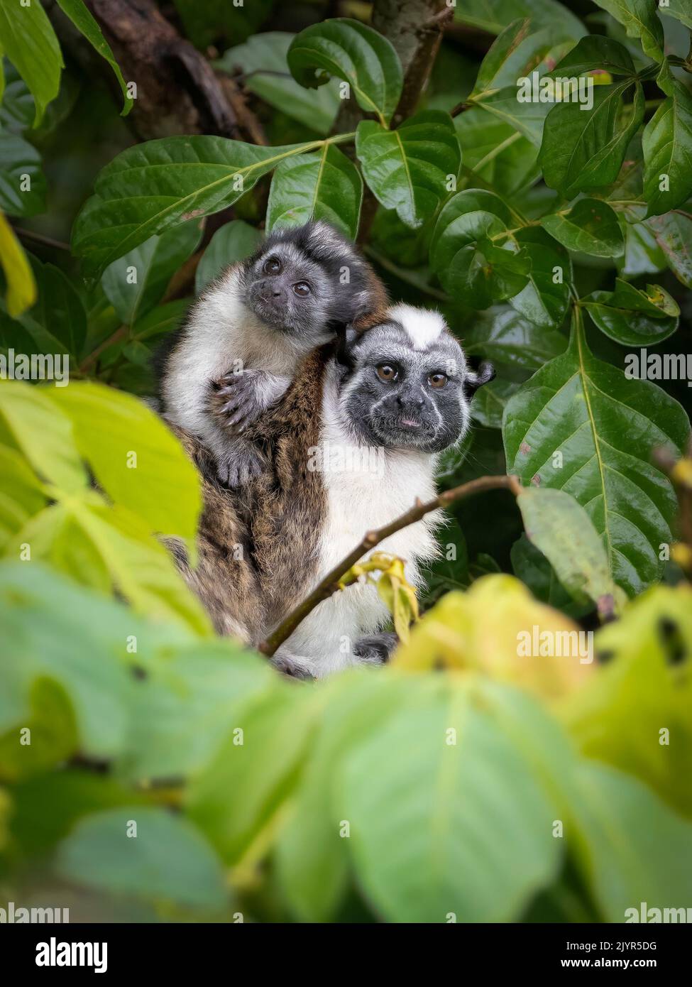 Geoffroy?s Tamarin (Saguinus geoffroyi), male carrying young, Soberania ...