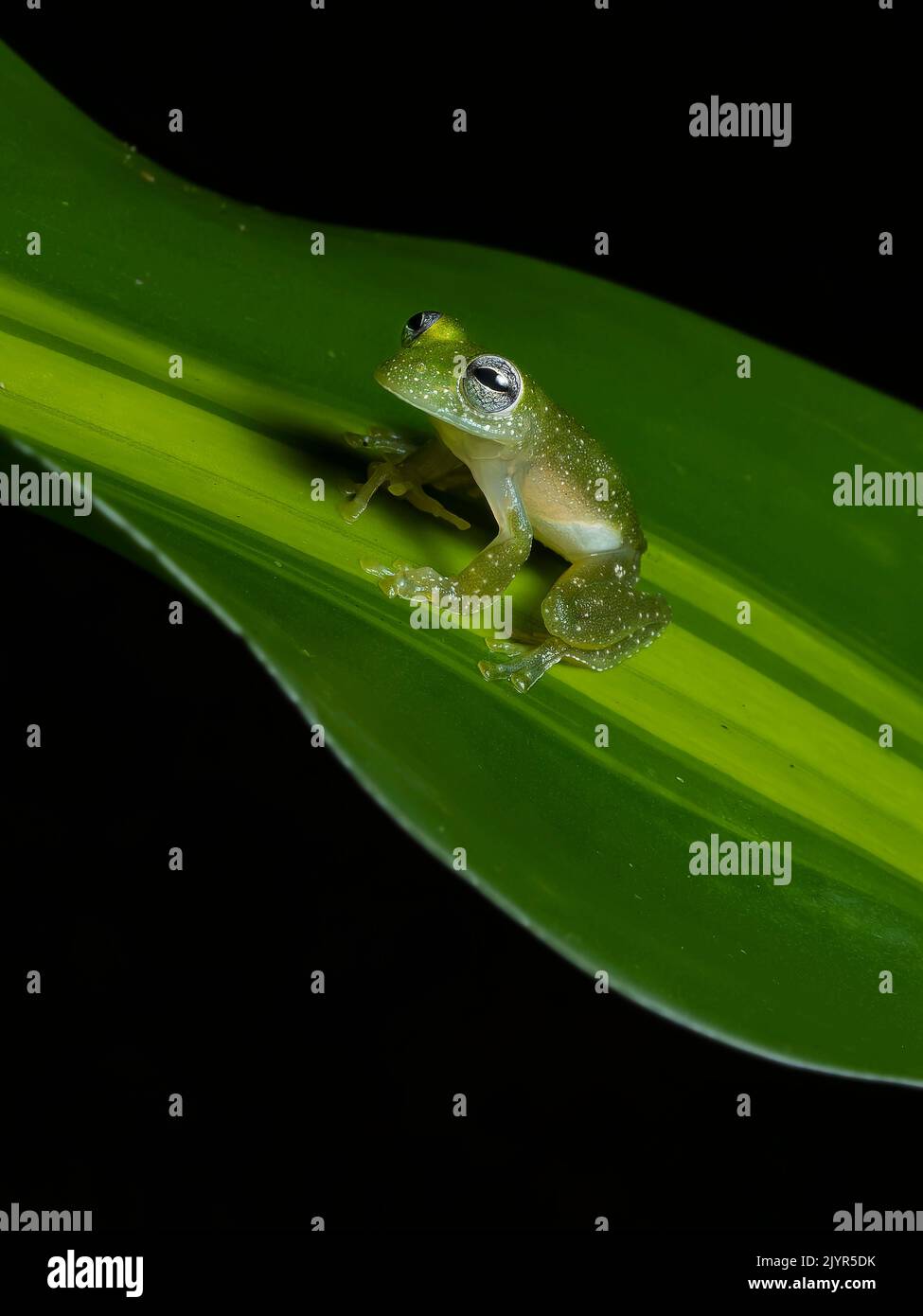 Glass Frog (Teratohyla pulverata), Colombia Stock Photo - Alamy