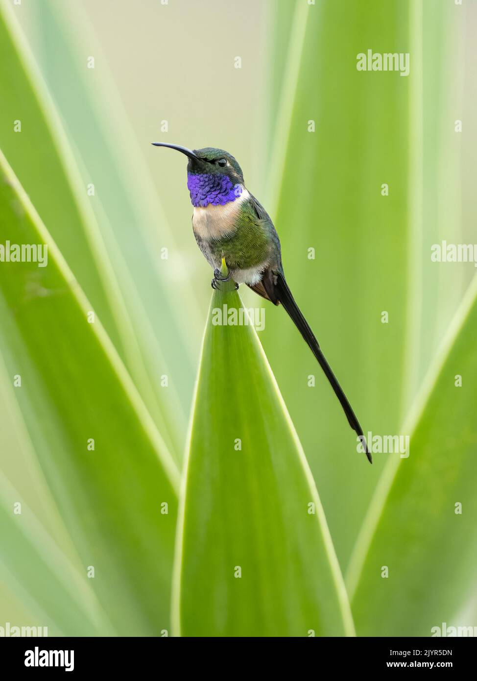 Slender Sheartail (Doricha enicura), male, Guatemala Stock Photo - Alamy