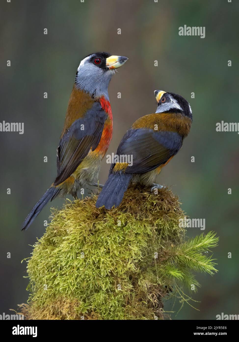 Toucan Barbet (Semnornis ramphastinus), immature and adult, Ecuador ...