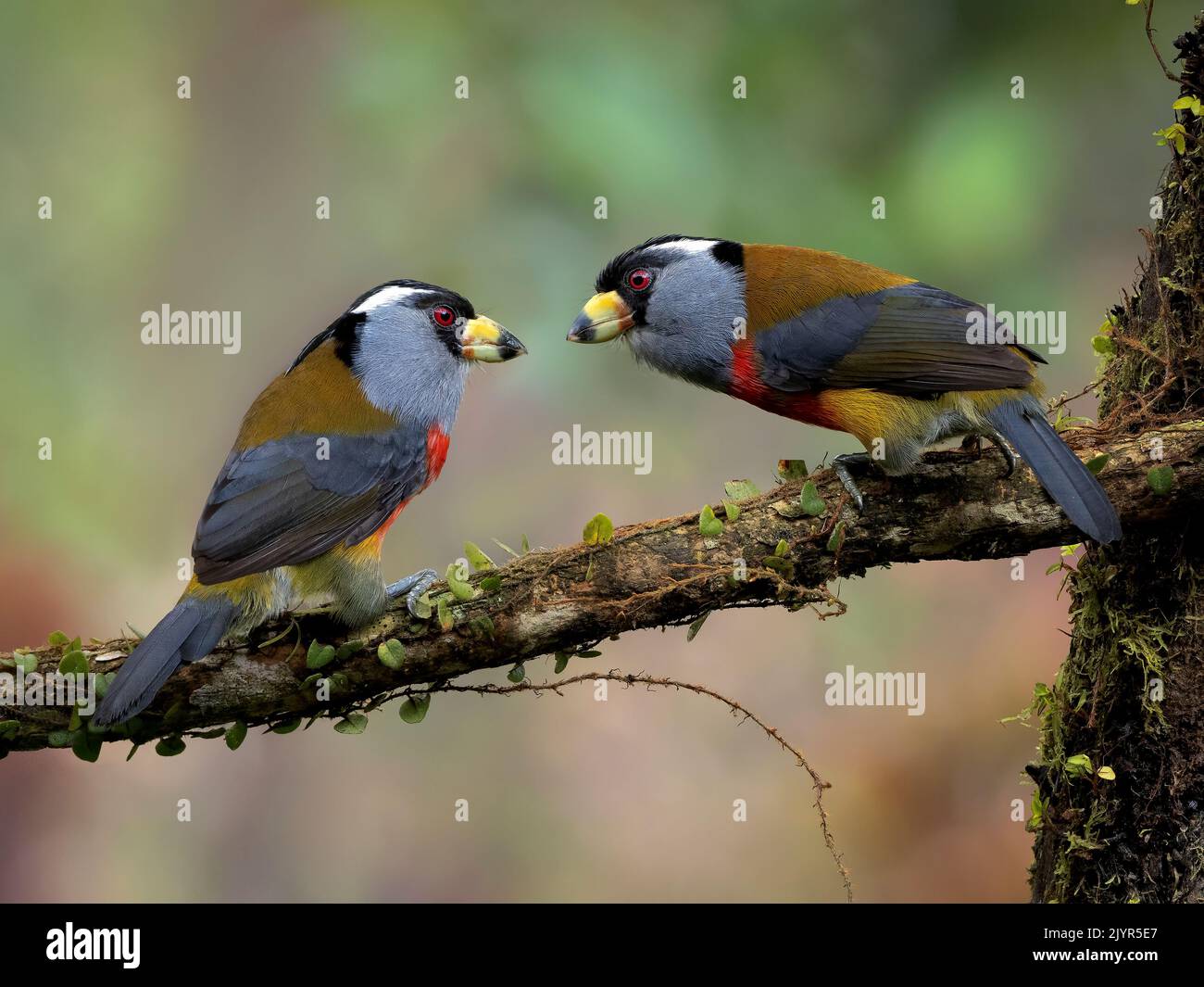 Toucan Barbet (Semnornis ramphastinus), two birds facing each other ...