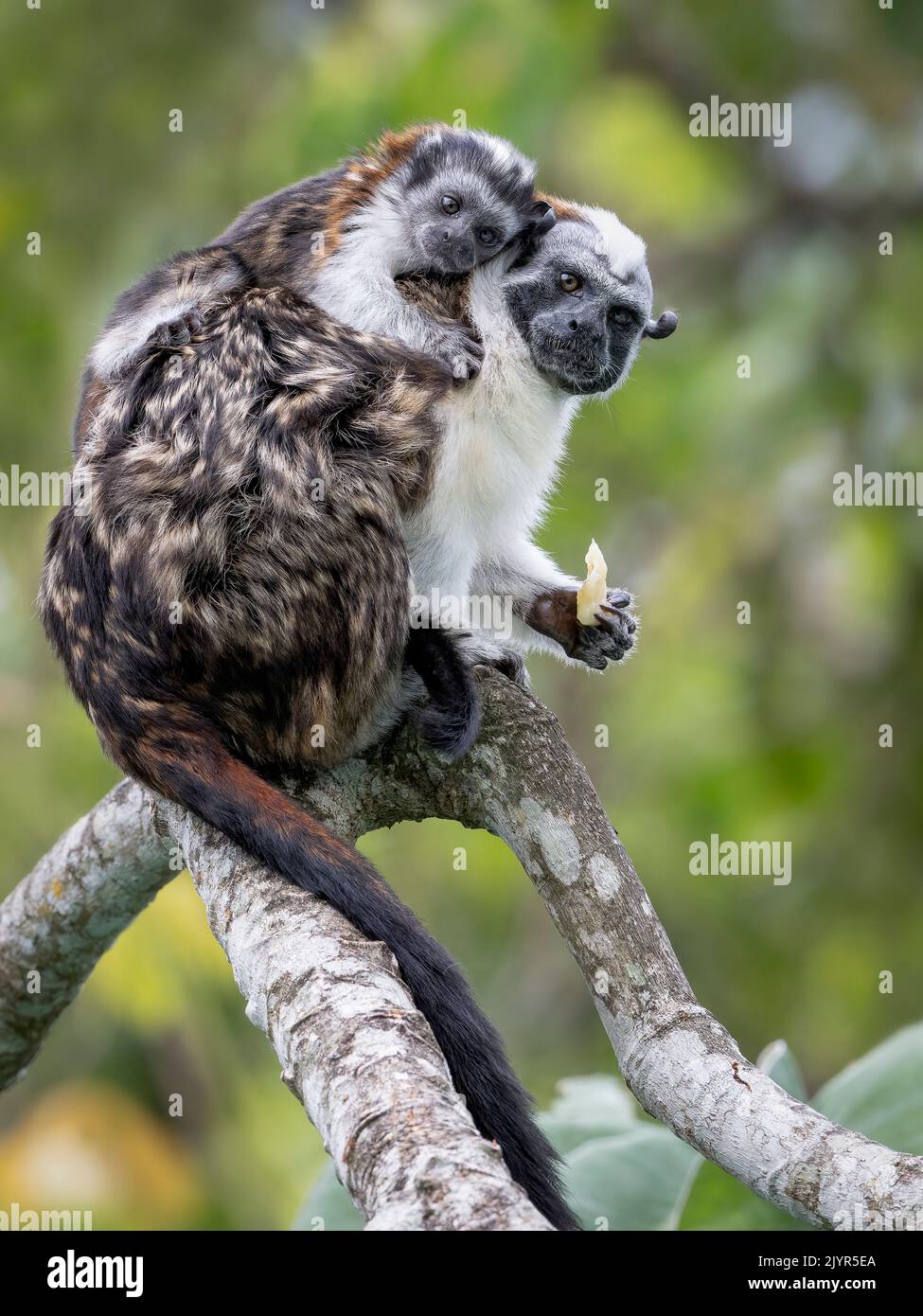 Geoffroy?s Tamarin (Saguinus geoffroyi), male carrying young, Soberania ...