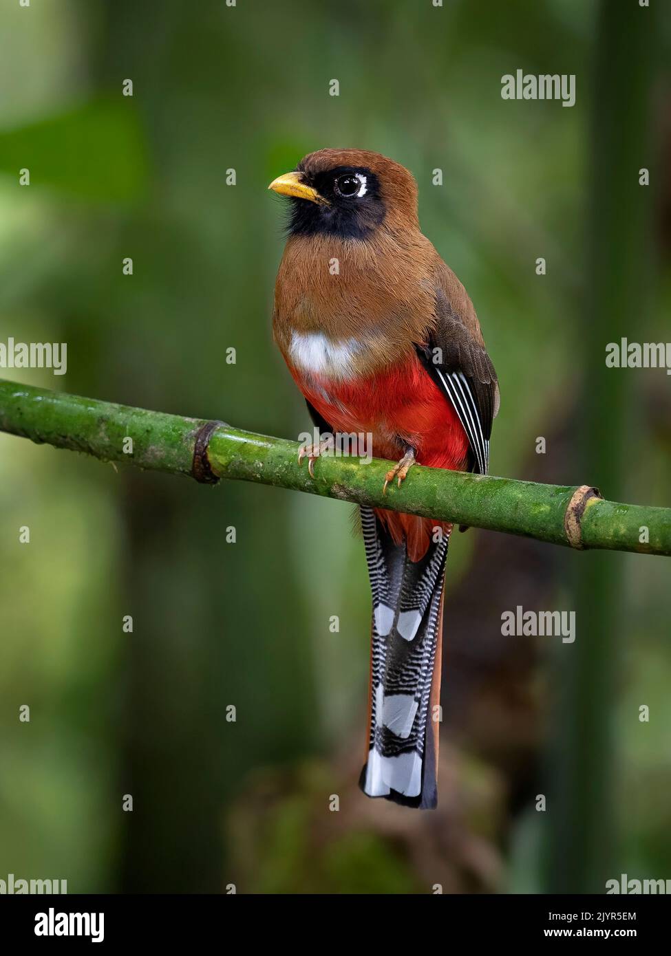 Masked Trogon (Trogon personatus), female, Ecuador Stock Photo - Alamy