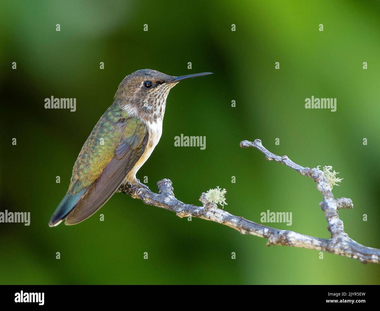 Volcano Hummingbird (Selasphorus flammula), female, Chiriqui Highlands ...