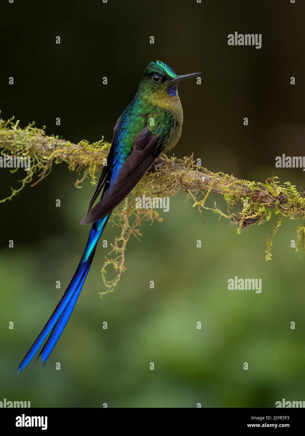 Violet-tailed Sylph (Aglaiocercus coelestis), male, Ecuador Stock Photo - Alamy