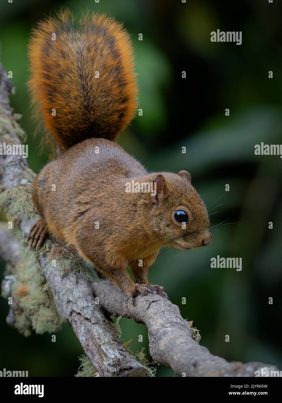 Red-tailed squirrel (Sciurus granatensis), Cerro Punta, Chiriquí ...
