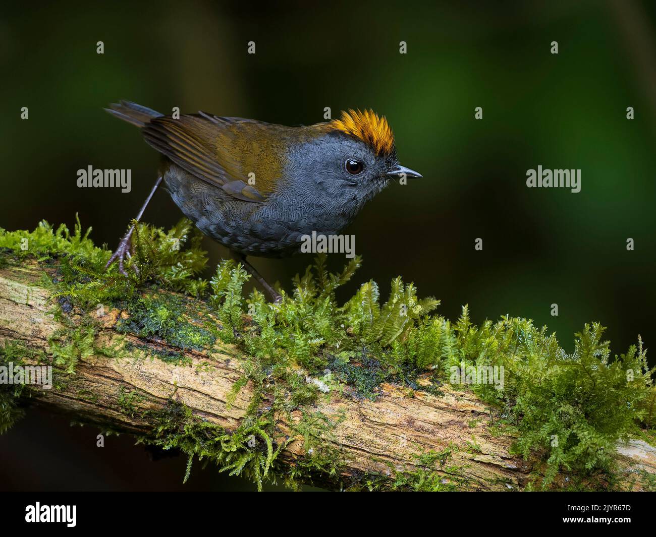 Wrenthrush (Zeledonia coronata), Chiriqui Highlands, Panama Stock Photo ...