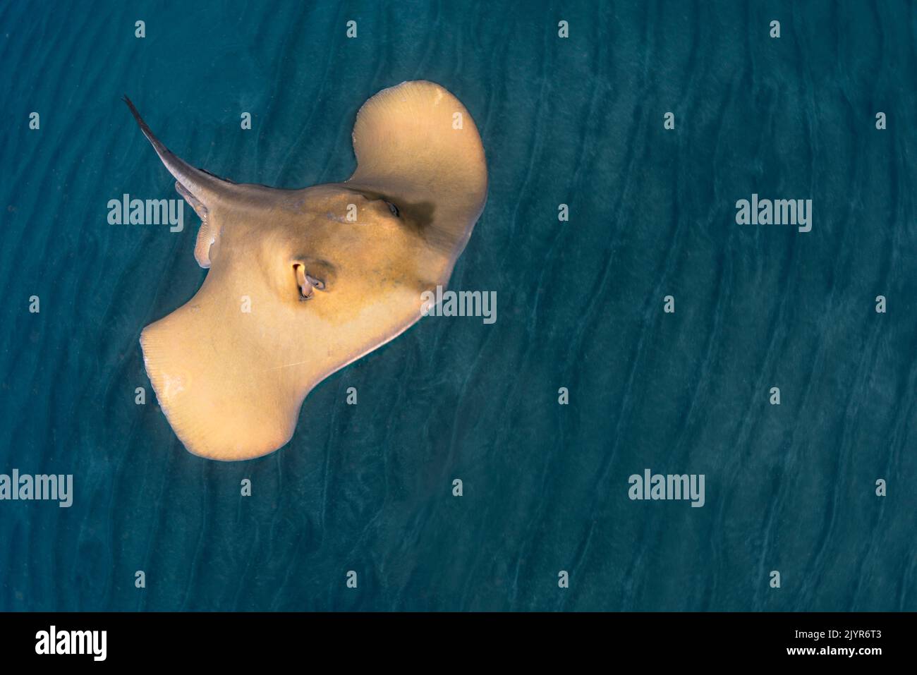 Common stingray (Dasyatis pastinaca). Tenerife., Canary Islands Stock ...