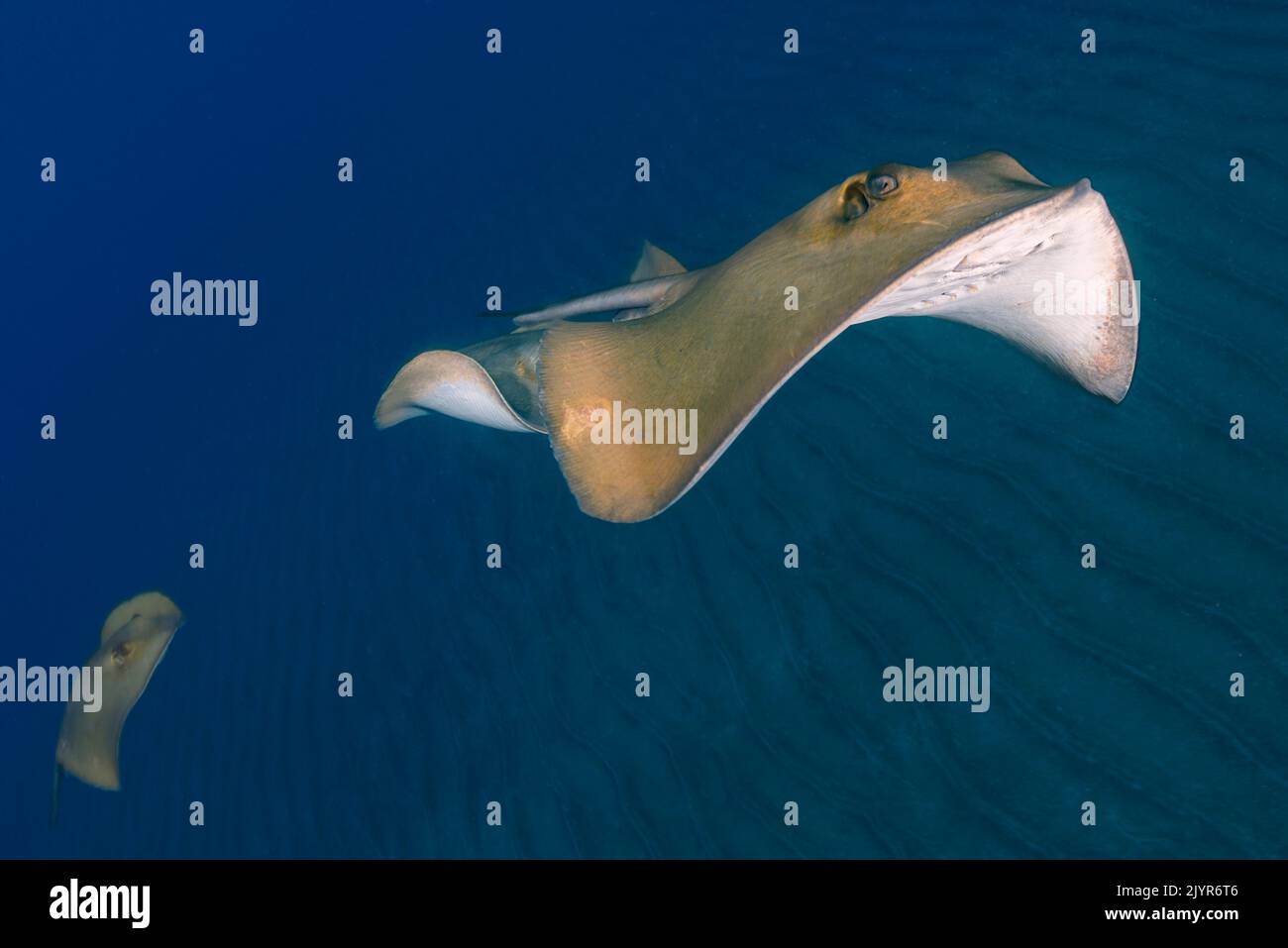 Common stingray (Dasyatis pastinaca) Tenerife., Canary Islands Stock ...