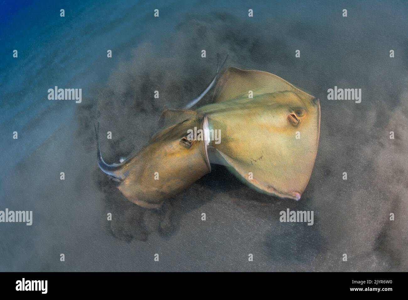 Reproduction. Common stingray (Dasyatis pastinaca) mating. Fish from ...