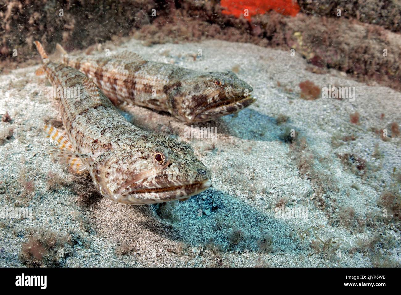 Canary fish. Lizarfish (Synodus synodus). Tenerife, Canary Islands ...