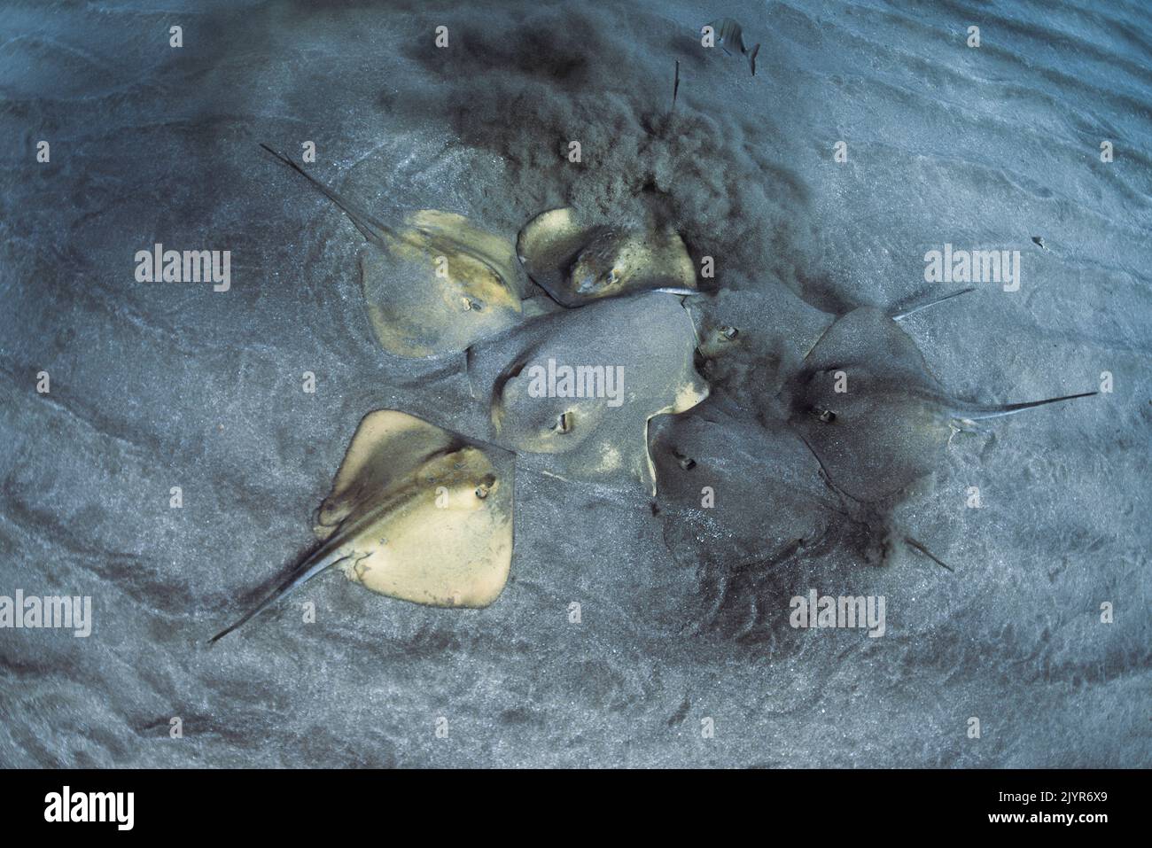 Reproduction. Common stingray (Dasyatis pastinaca) mating. In the image ...