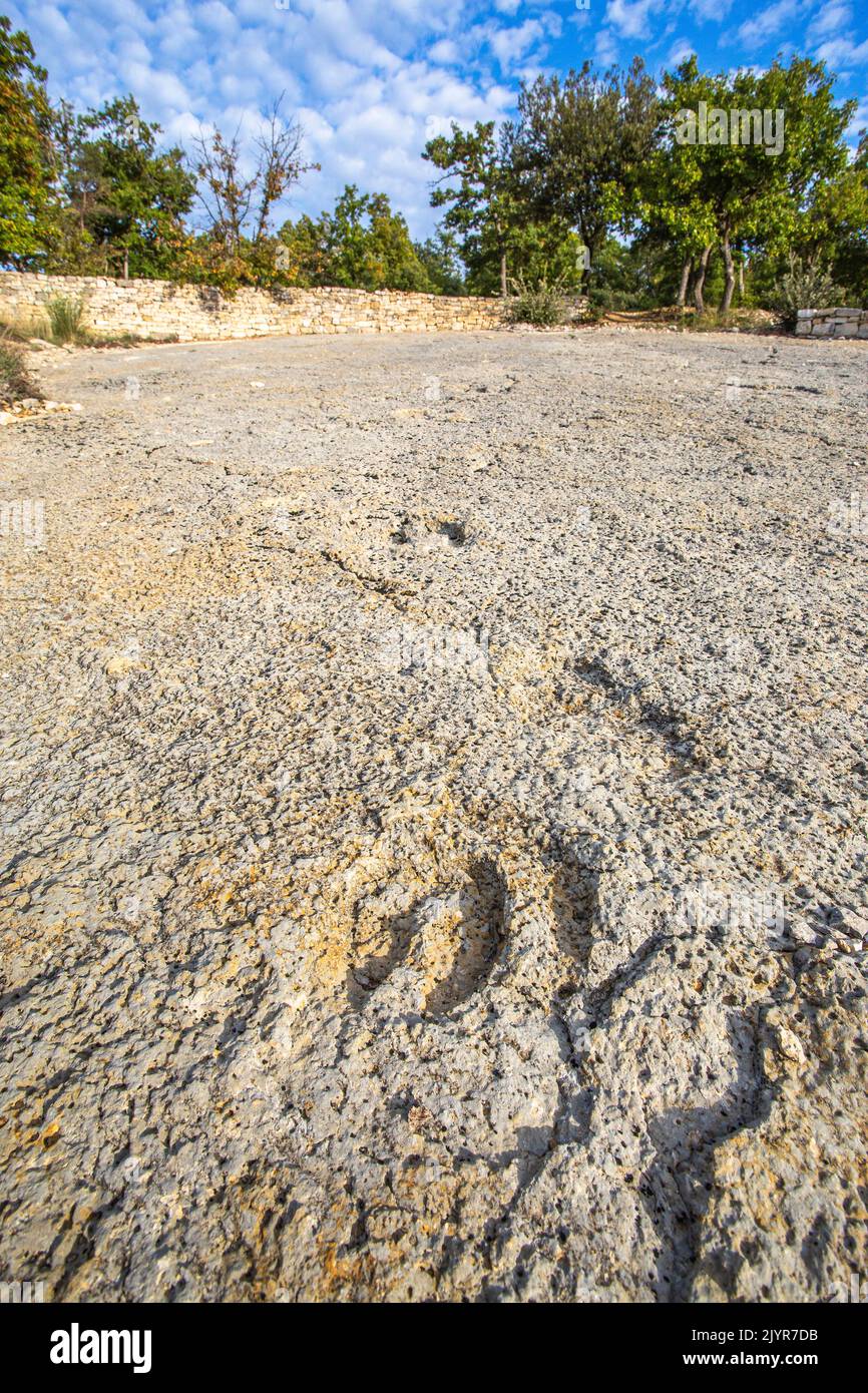 Fossil footprint slab of Viens, Luberon Regional Nature Park, National ...