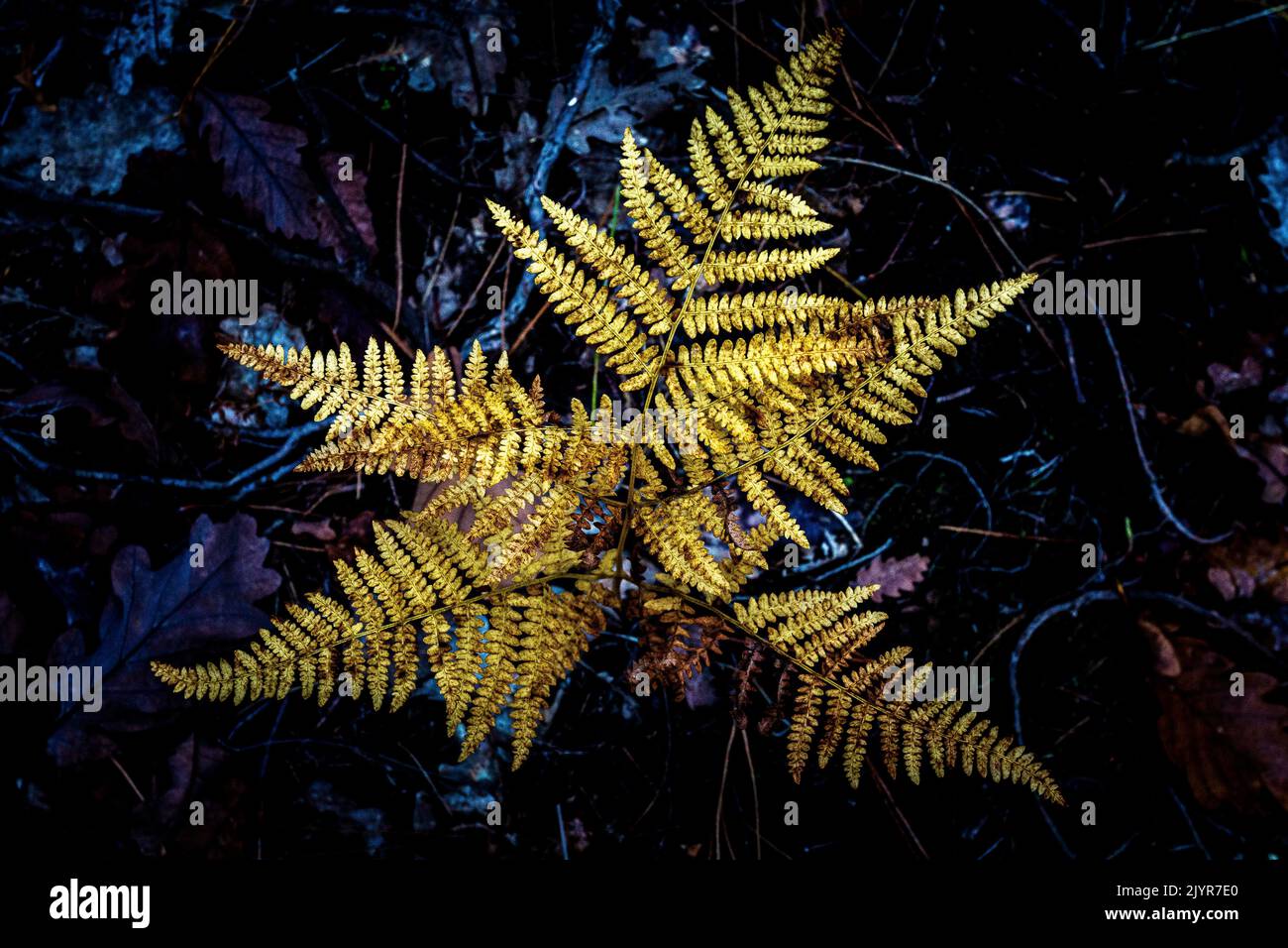 Bracken fern (Pteridium aquilinum) in autumn, Luberon, Ales-de-Haute ...