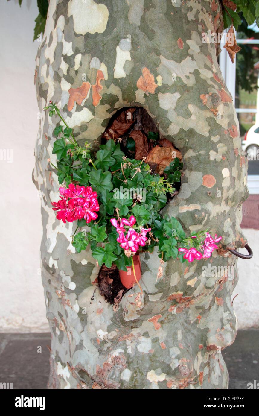 Geranium in a pot in the trunk of a plane tree Stock Photo - Alamy