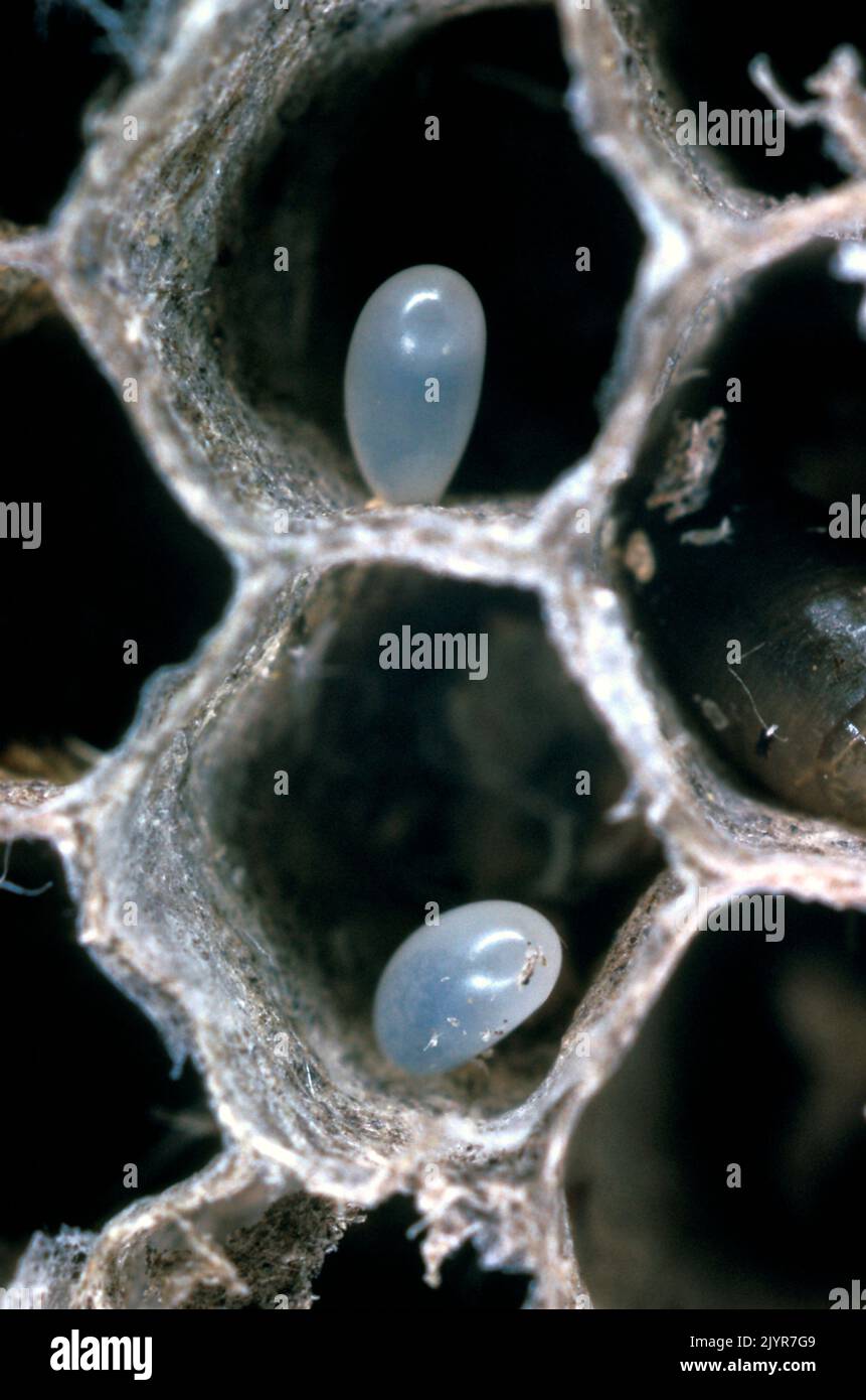 Wasp eggs in their cells Stock Photo - Alamy