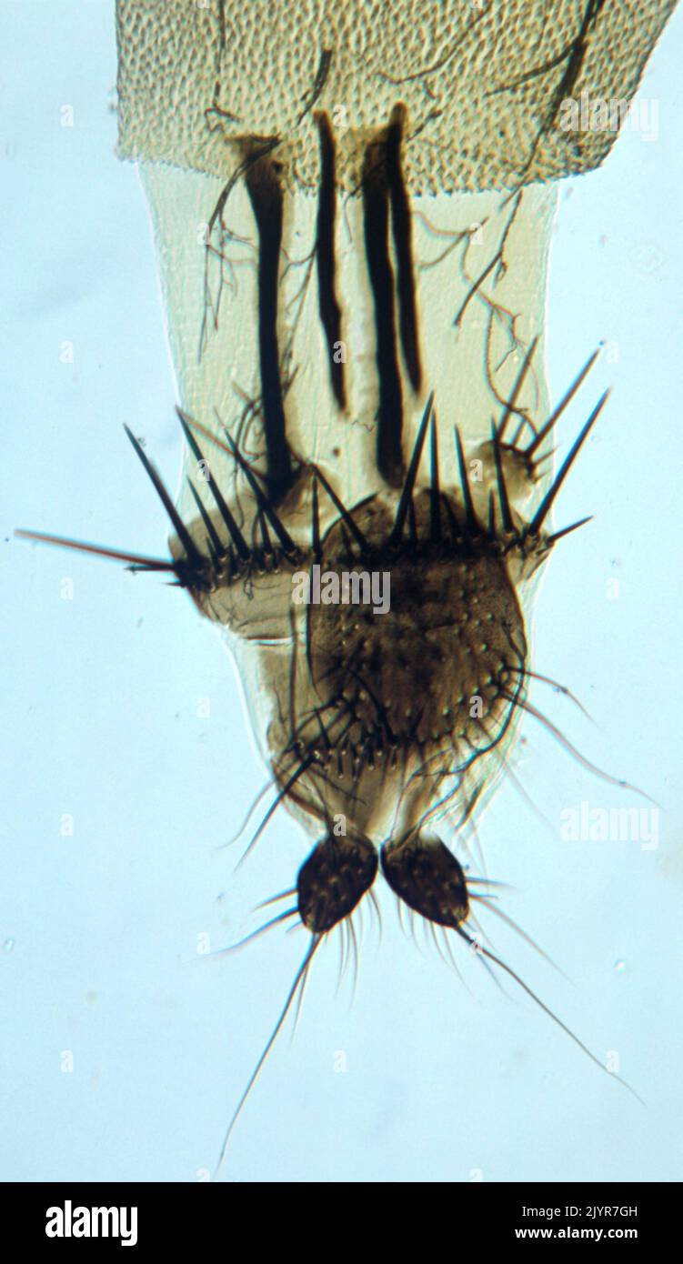 Egg-laying organ of a fly Stock Photo - Alamy