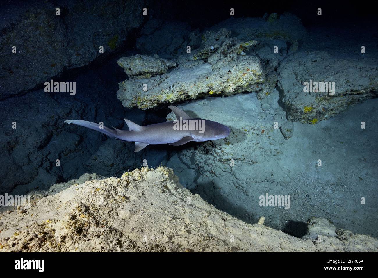 Atlantic Nurse shark. A nurse shark swimming in the cave.Underwater ...