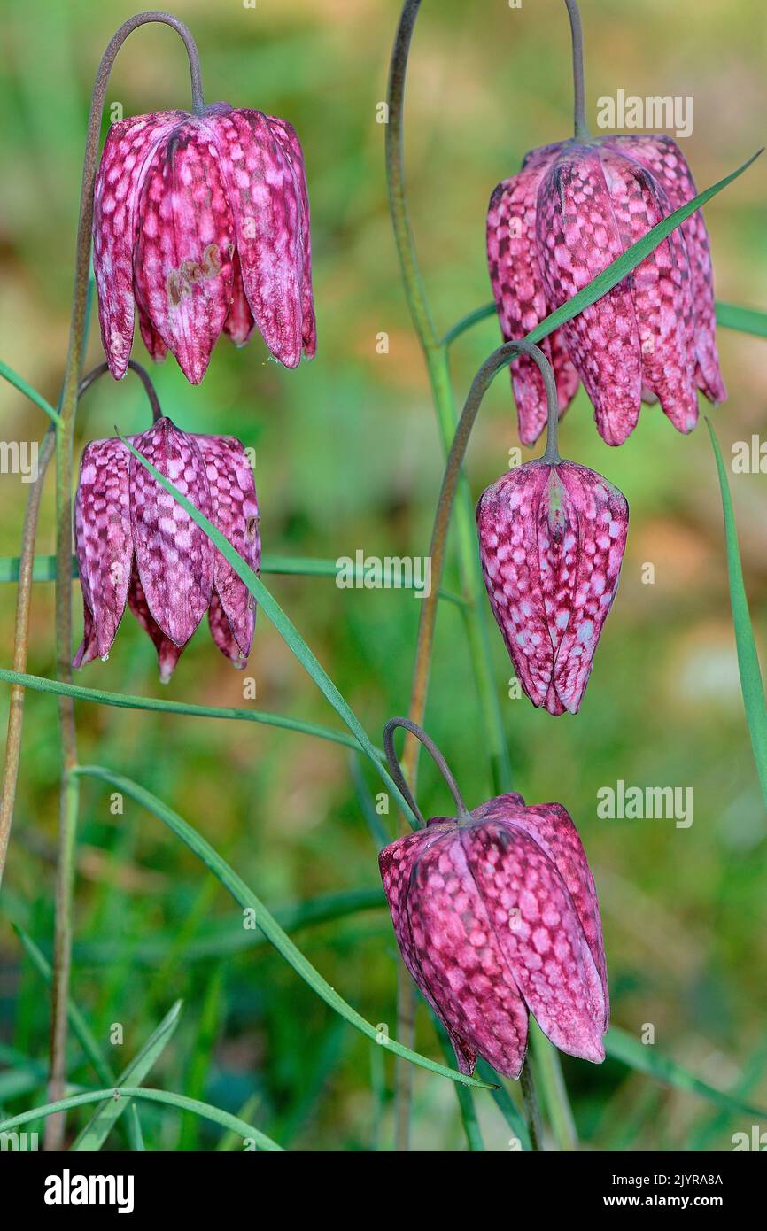 Common Fritillary (Fritillaria meleagris). Habitat: Moist grasslands ...