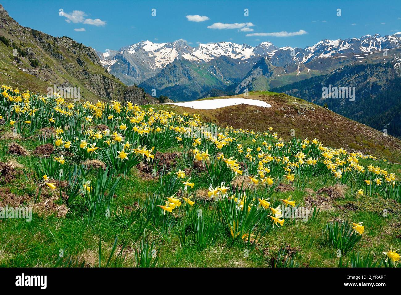 Two-coloured Daffodil (Narcissus bicolor) in bloom in the Pyrenees ...